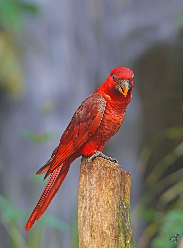 Tout rouge ..... photo et image | animaux, zoo et animaux en captivité ...