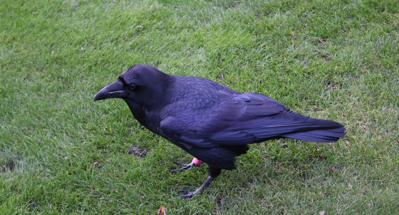 Tower-Rabe Foto & Bild | natur, tiere, vögel Bilder auf fotocommunity