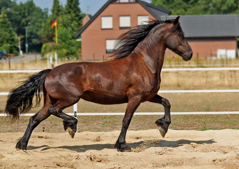 Trab Foto & Bild | tiere, haustiere, pferde, esel, maultiere Bilder auf ...