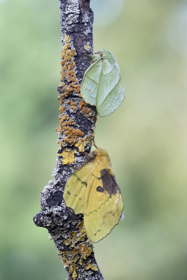 Trabala Vishnou Foto & Bild | tiere, zoo, wildpark & falknerei ...