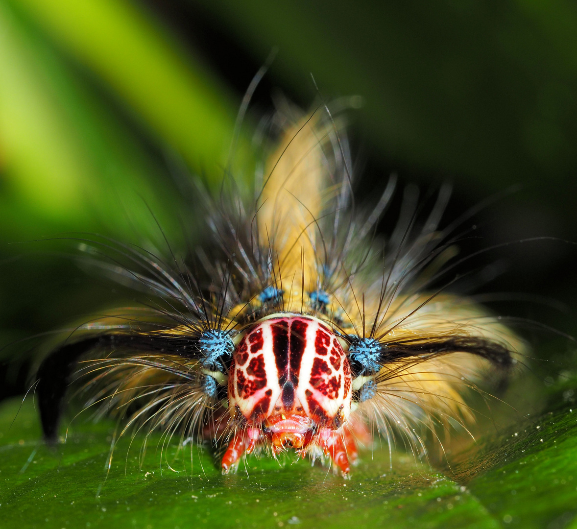 Trabala vishnou Raupe Foto & Bild | fotos, natur, nachtfalter Bilder ...