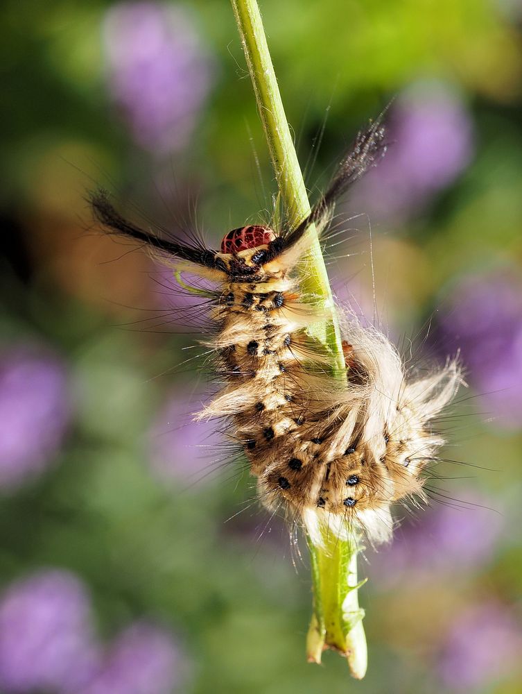 Trabala vishnou Raupe Foto & Bild | fotos, makro, natur Bilder auf ...