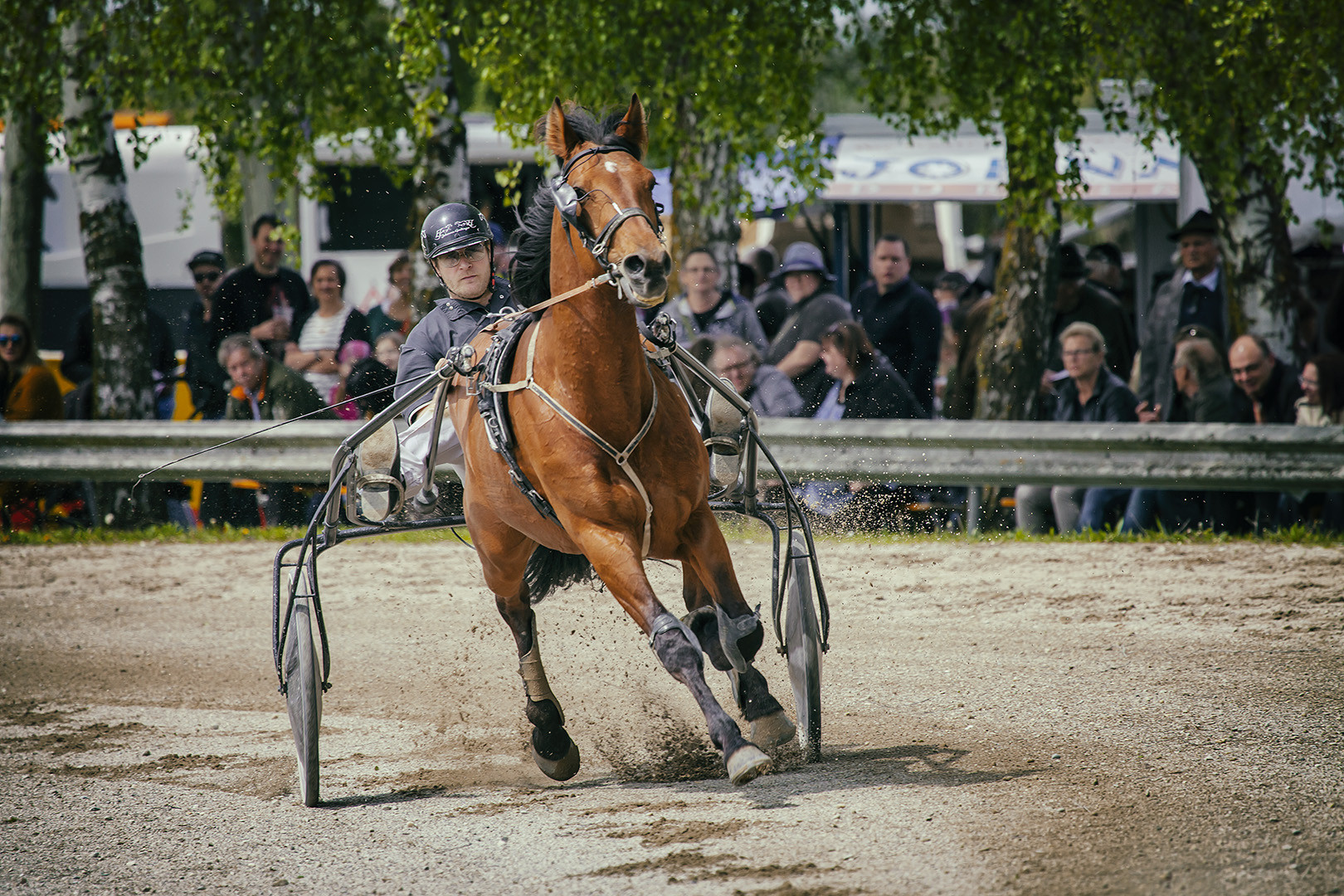 Traber Foto & Bild | sport, sport mit tieren, pferdesport Bilder auf ...