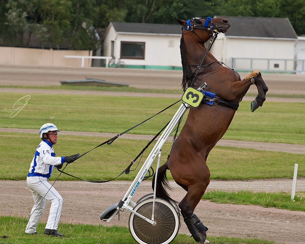 Traber in der Levade Foto & Bild | sport, sport mit tieren, pferdesport ...
