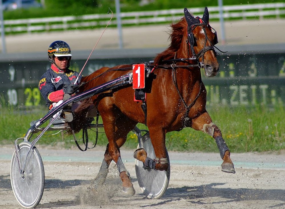 Traber mit full speed Foto & Bild | tiere, haustiere, pferde, esel ...