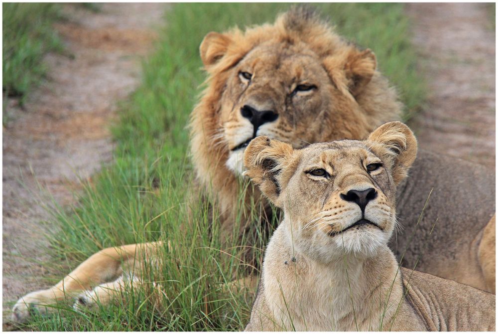 Träge..... Foto & Bild | world, afrika, africa Bilder auf fotocommunity