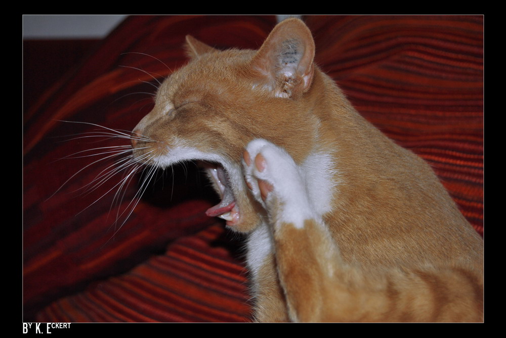 Träge Foto & Bild | tiere, haustiere, katzen Bilder auf fotocommunity