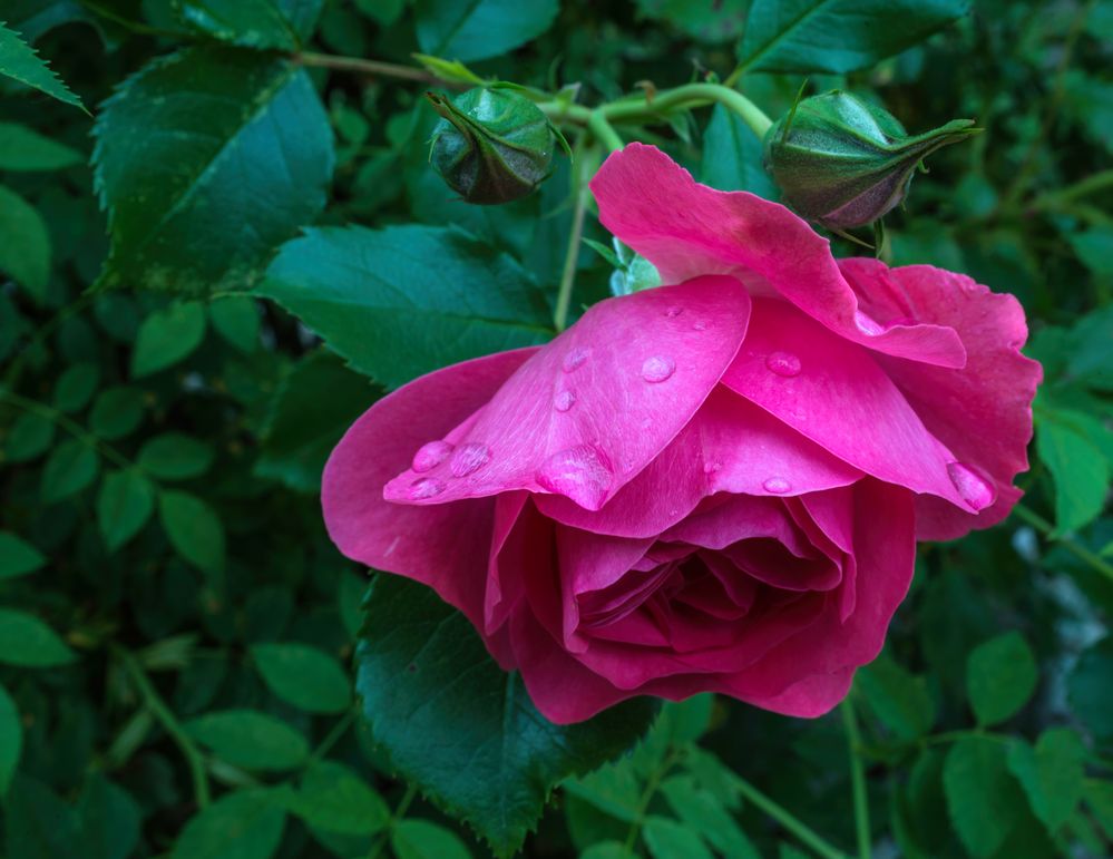 tränen vergießen....... *** Foto & Bild | outdoor, natur, landschaft ...