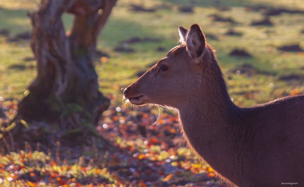Träumen im Gegenlicht..... Foto & Bild | tiere, zoo, wildpark ...