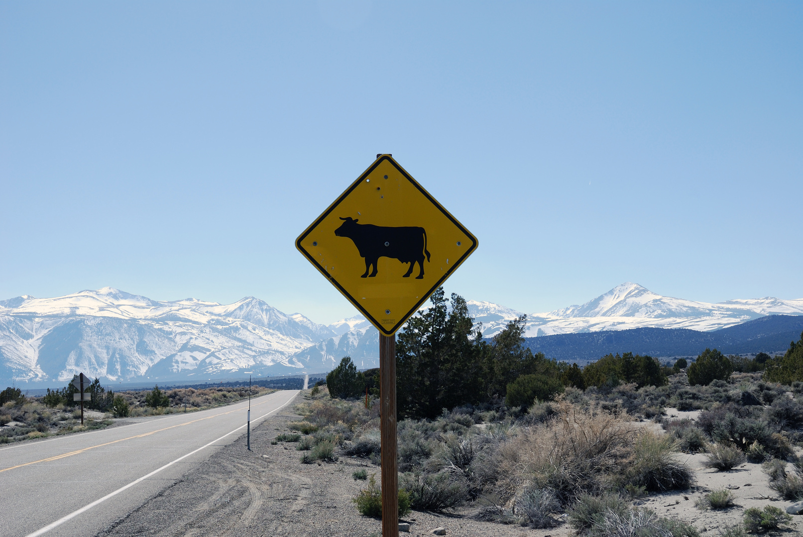 Traffic sign with cow Foto & Bild | north america, united states ...