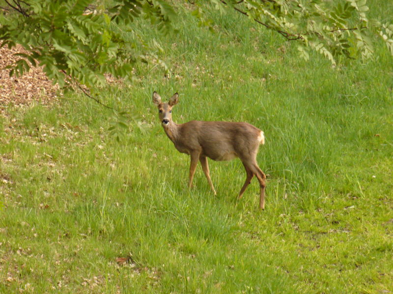 tragende ricke... Foto & Bild | tiere, wildlife, säugetiere Bilder auf ...
