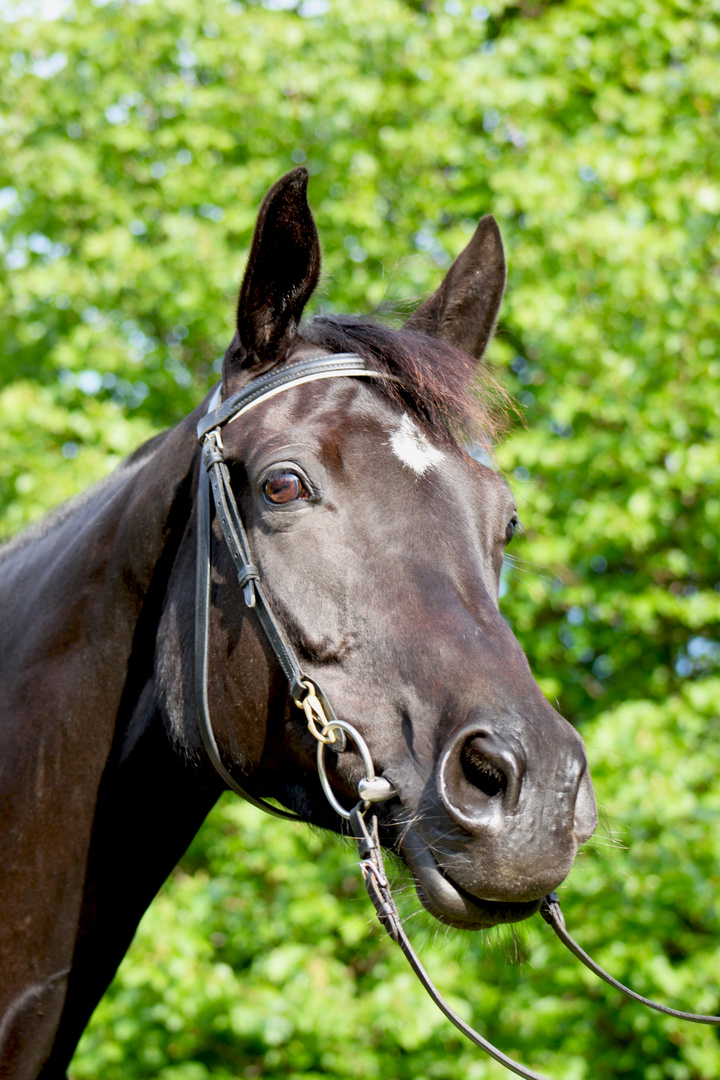 Trakehner Foto & Bild | tiere, natur Bilder auf fotocommunity