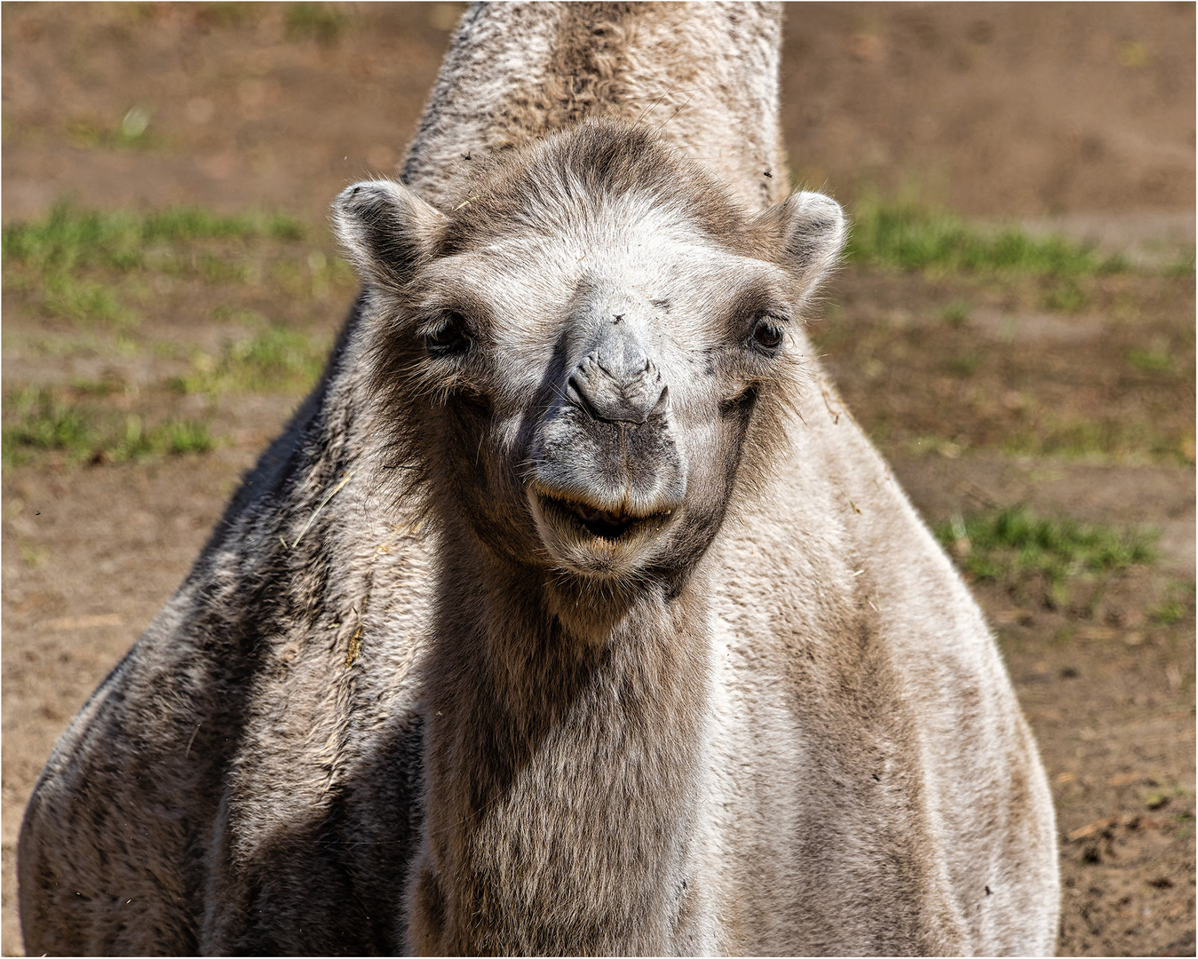 Trampeltier Foto & Bild | nature, natur, portrait Bilder auf fotocommunity