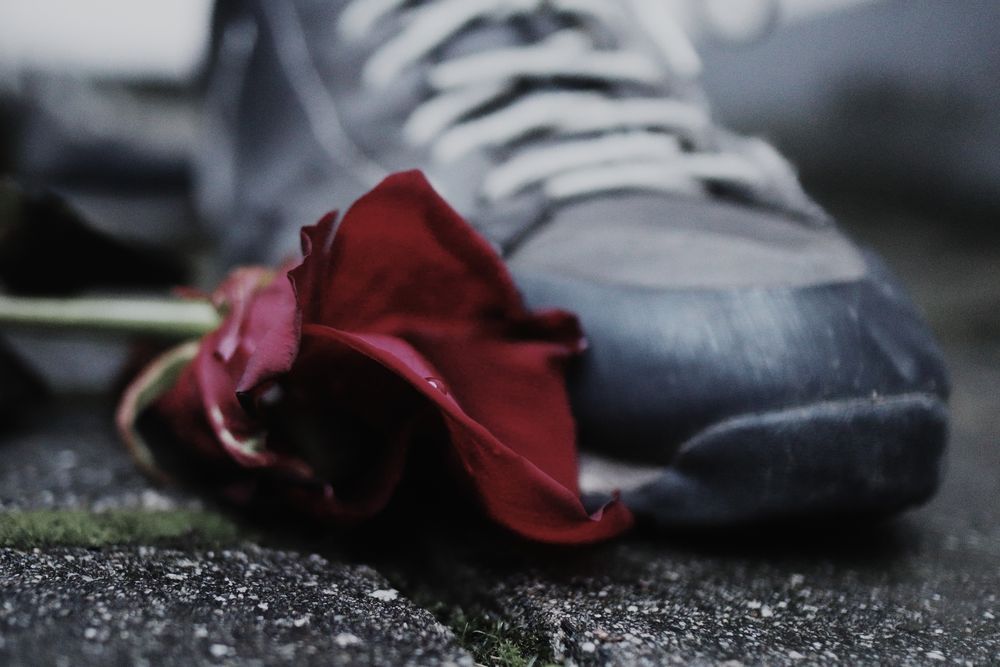 trampled rose Foto & Bild | mittwochsblümchen, tom waits Bilder auf fotocommunity