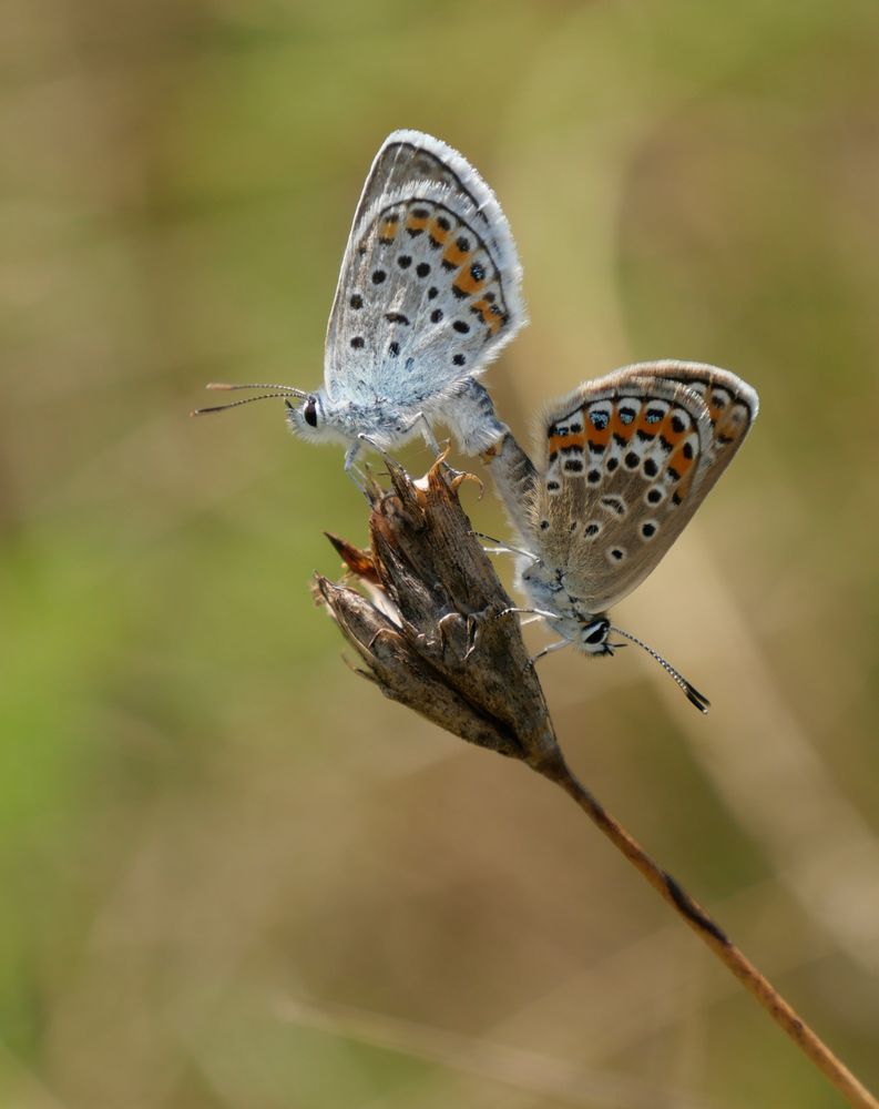 Transfer Foto & Bild | natur, insekten, tiere Bilder auf fotocommunity