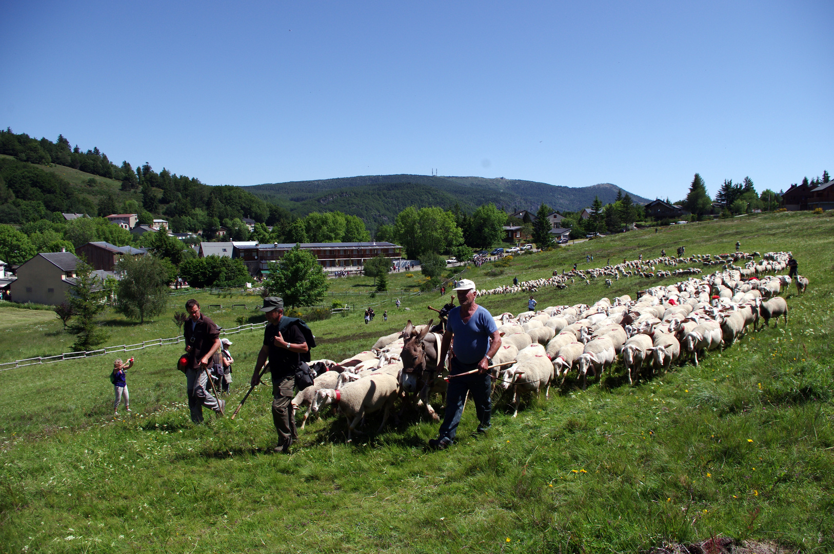 Transhumance en Cévennes, à l'Espérou ... photo et image | europe ...
