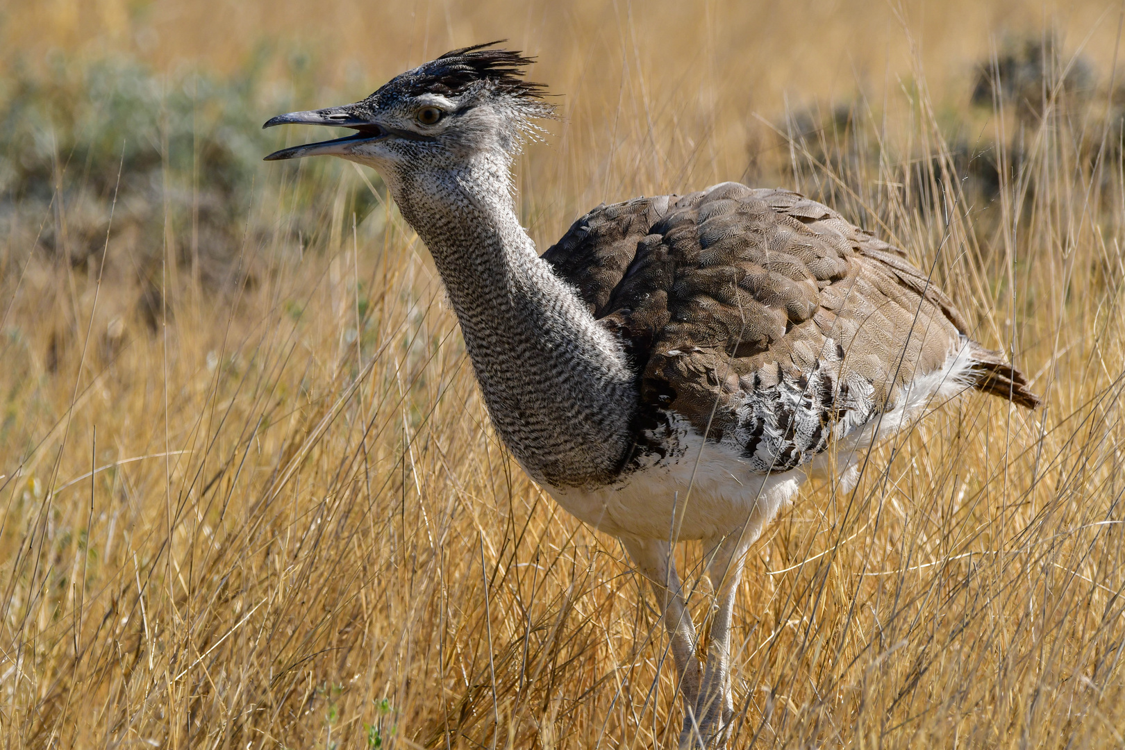 Trappe in Namibia Foto & Bild | tiere, wildlife, wild lebende vögel ...