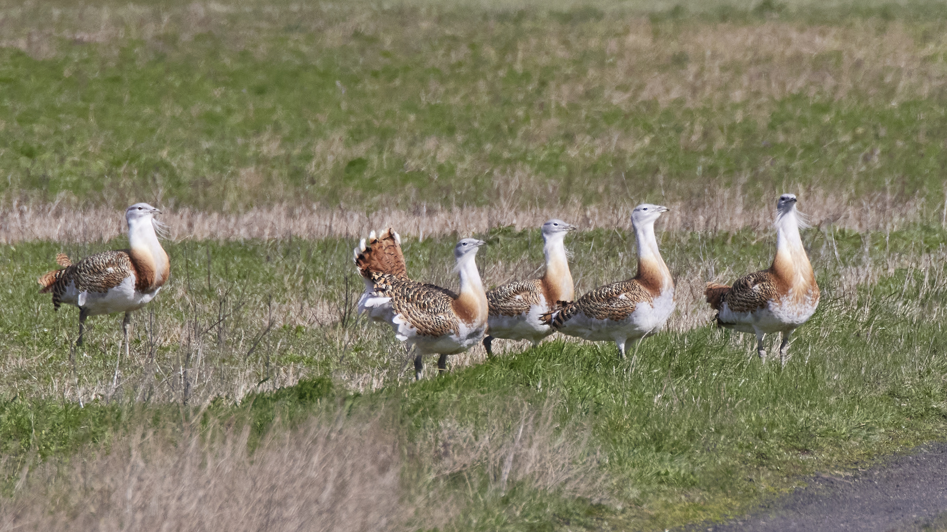 Trappen Foto & Bild | tiere, wildlife, wild lebende vögel Bilder auf ...