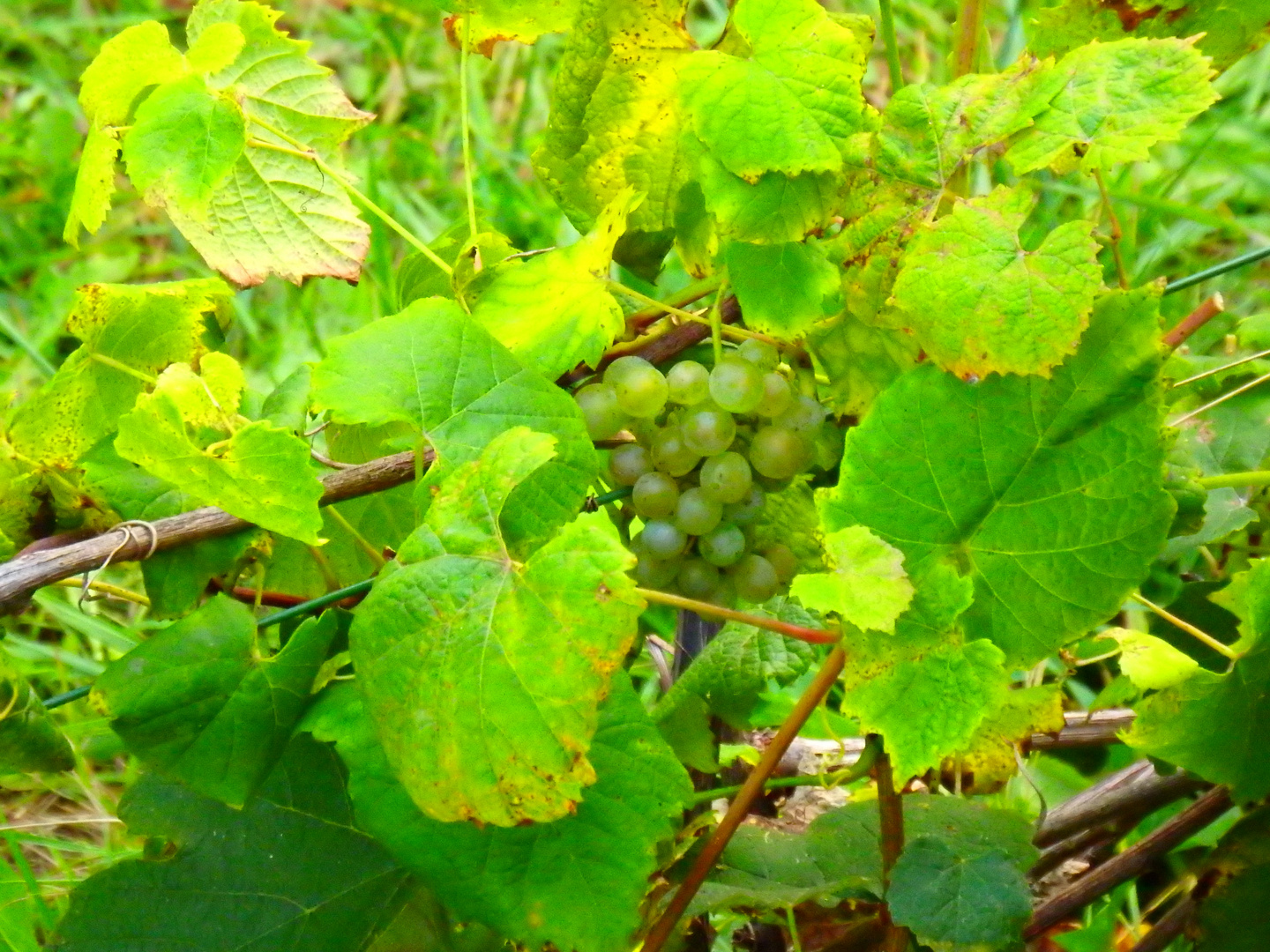 trauben Foto & Bild | obst 1.10.2016, natur Bilder auf fotocommunity