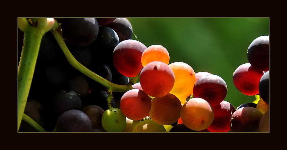 Trauben Foto & Bild | natur, herbst, landschaft Bilder auf fotocommunity