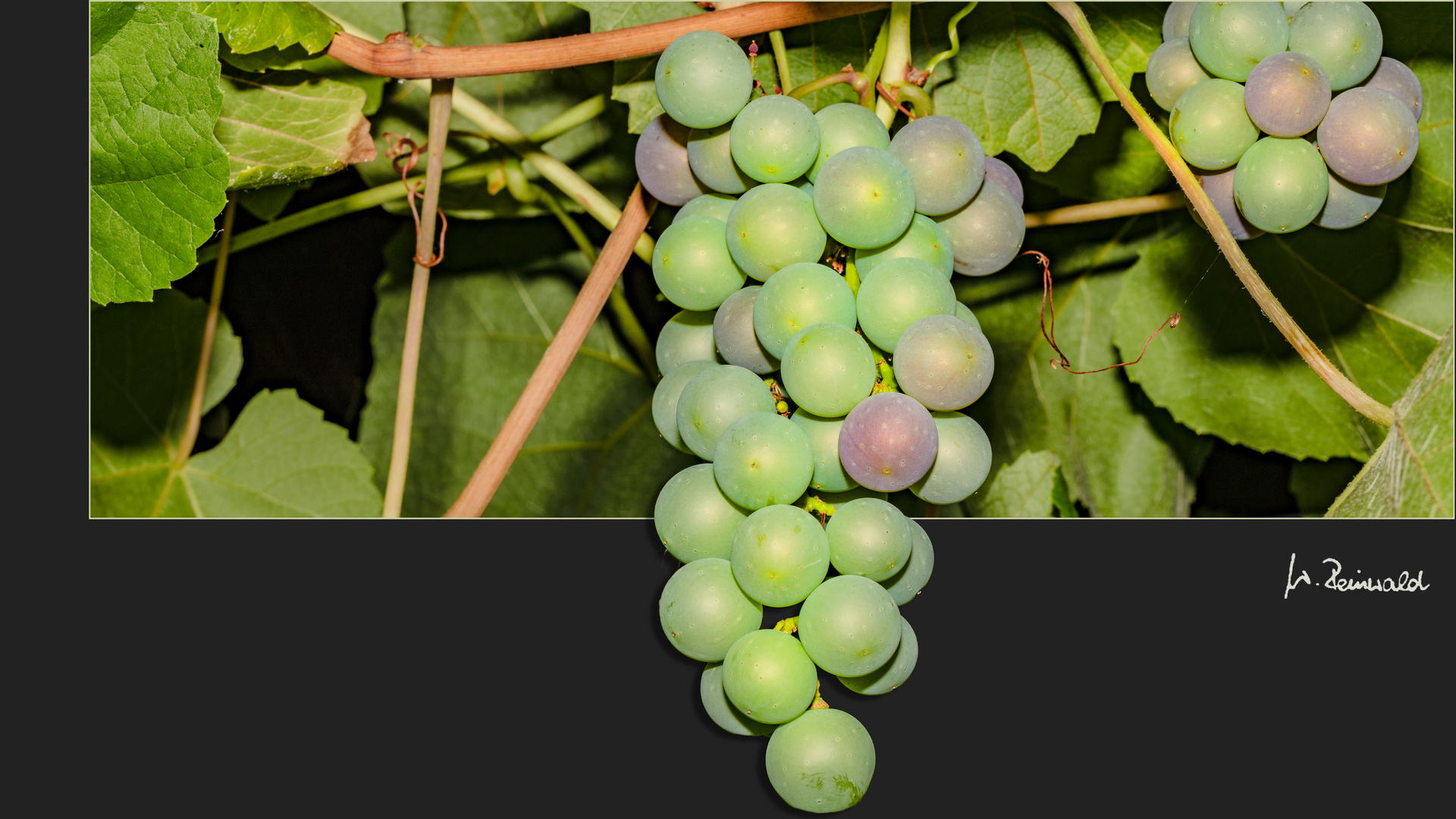 Trauben °°° Foto & Bild | art, spezial, makro Bilder auf fotocommunity