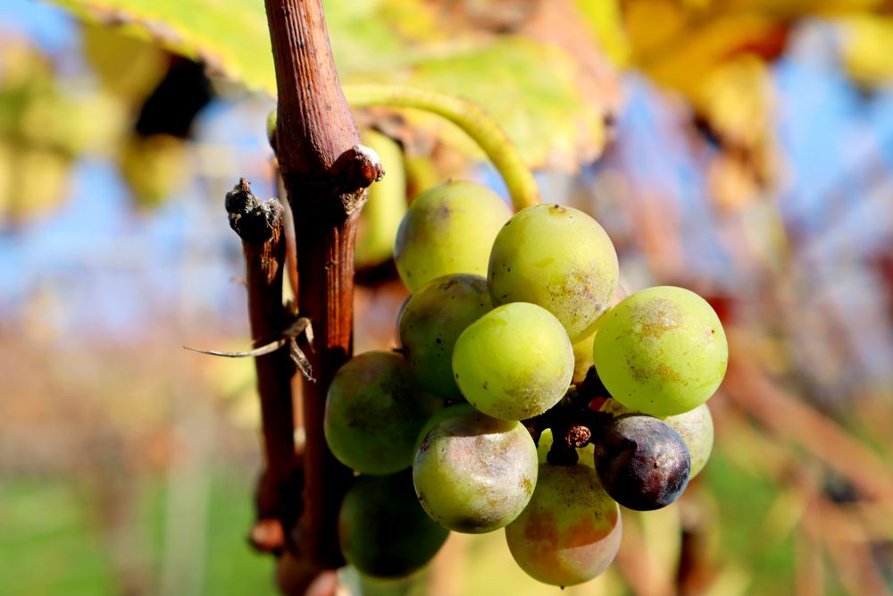 Trauben Foto & Bild | natur, herbst, wein Bilder auf fotocommunity