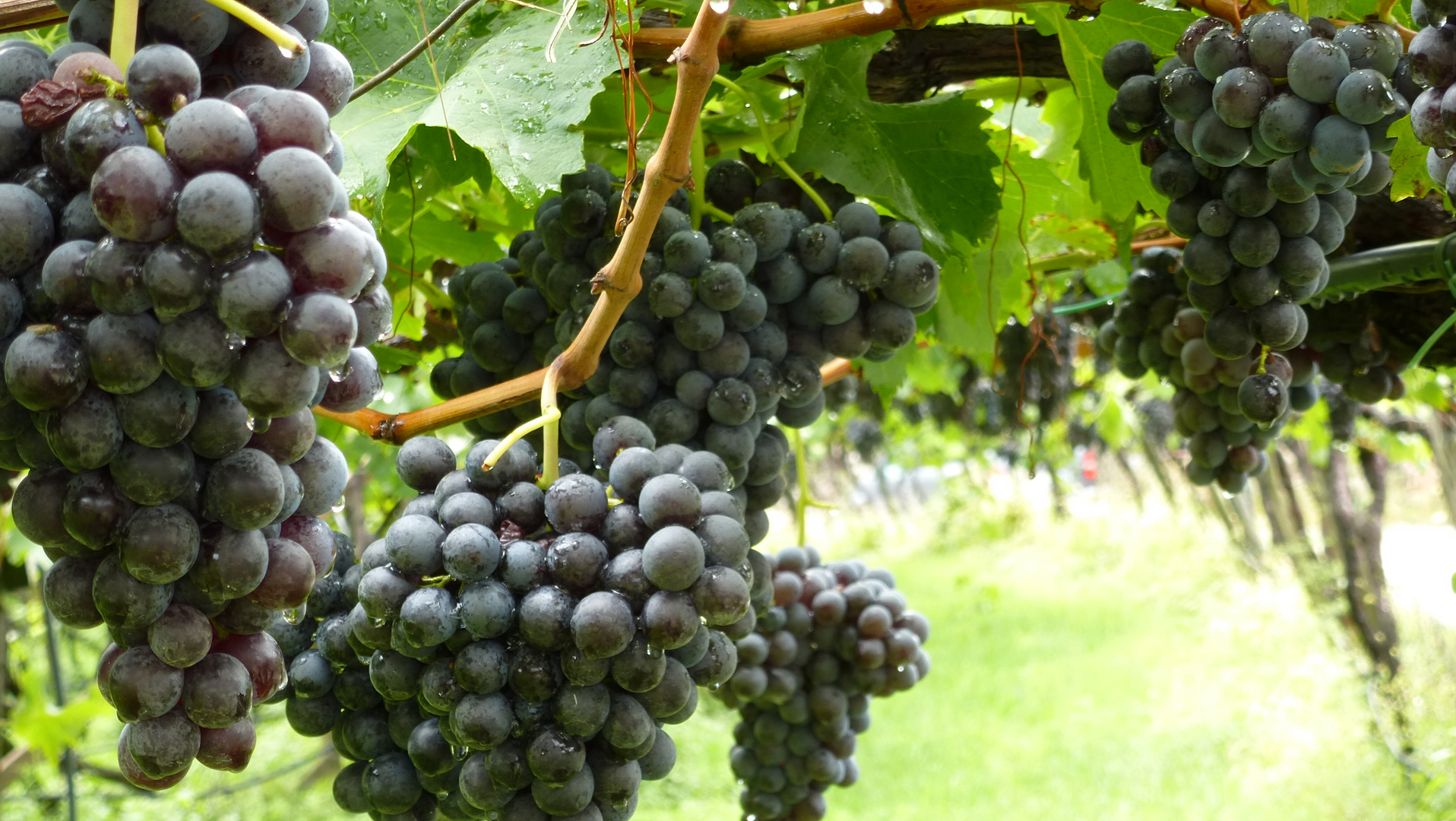Trauben aus Südtirol Foto & Bild | landschaft, Äcker, felder & wiesen ...
