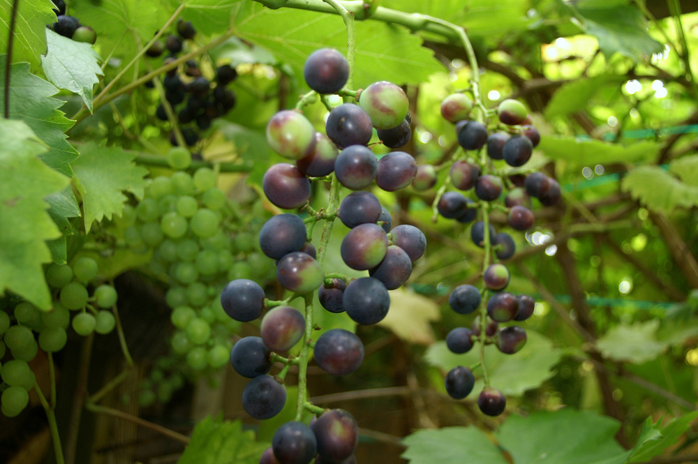 Trauben Foto & Bild | pflanzen, pilze & flechten, früchte und beeren ...