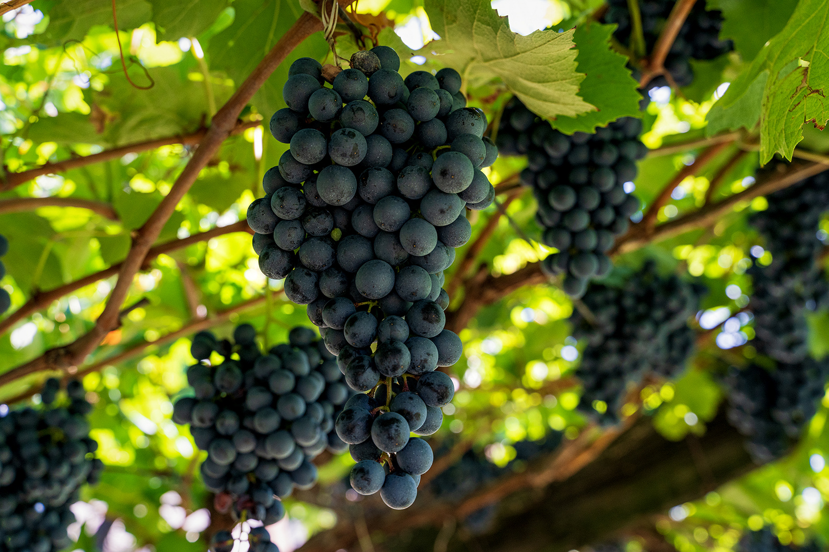 Trauben... Foto & Bild | pflanzen, pilze & flechten, früchte und beeren ...
