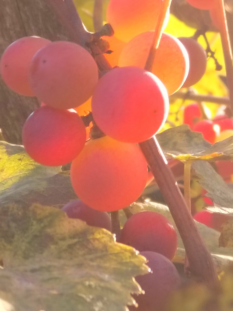 Trauben Foto & Bild | stillleben, jahreszeiten, herbst Bilder auf ...