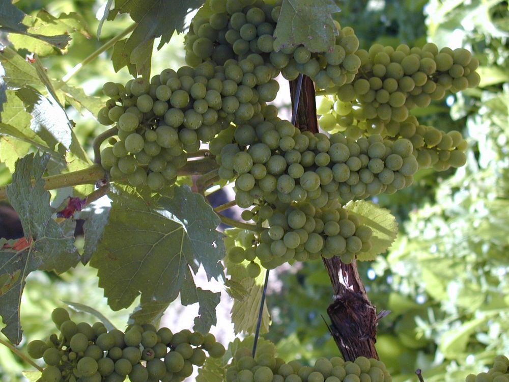 Trauben Foto & Bild | pflanzen, pilze & flechten, früchte und beeren ...