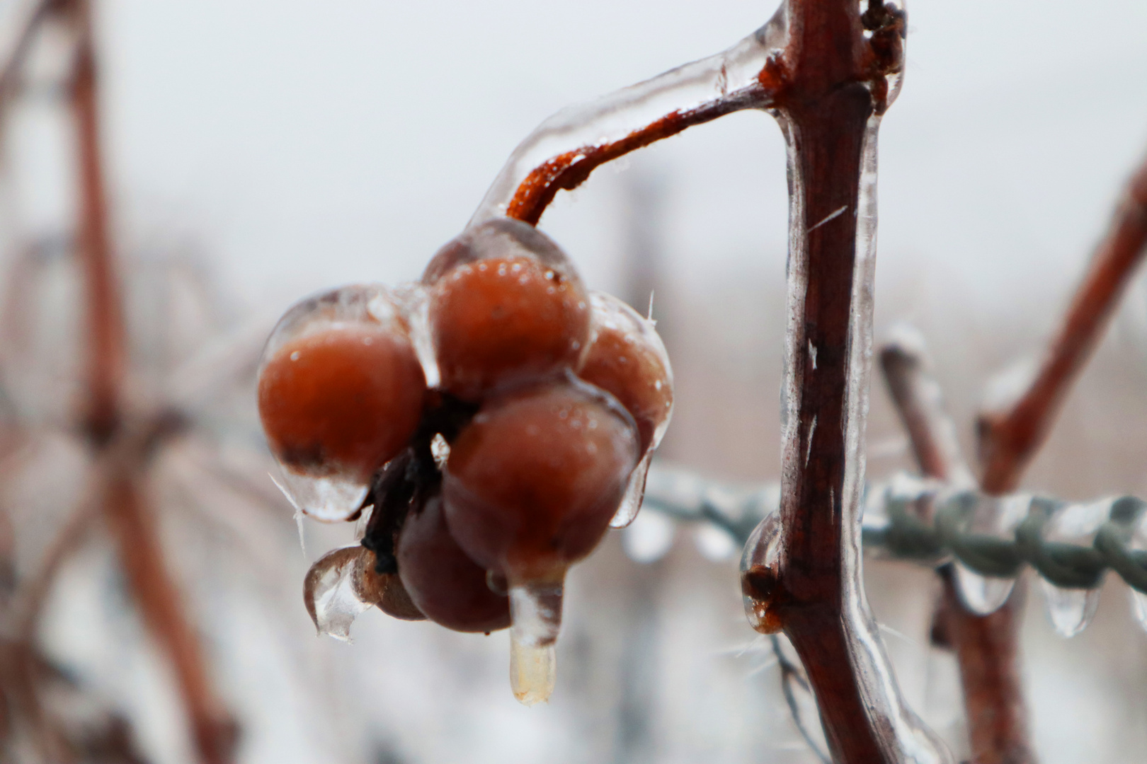 Trauben im Eis Foto & Bild | winter, natur, pflanzen Bilder auf ...