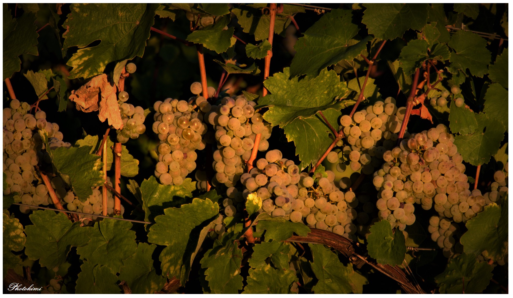 Trauben im Licht der sinkenden Sonne Foto & Bild | spezial, natur ...