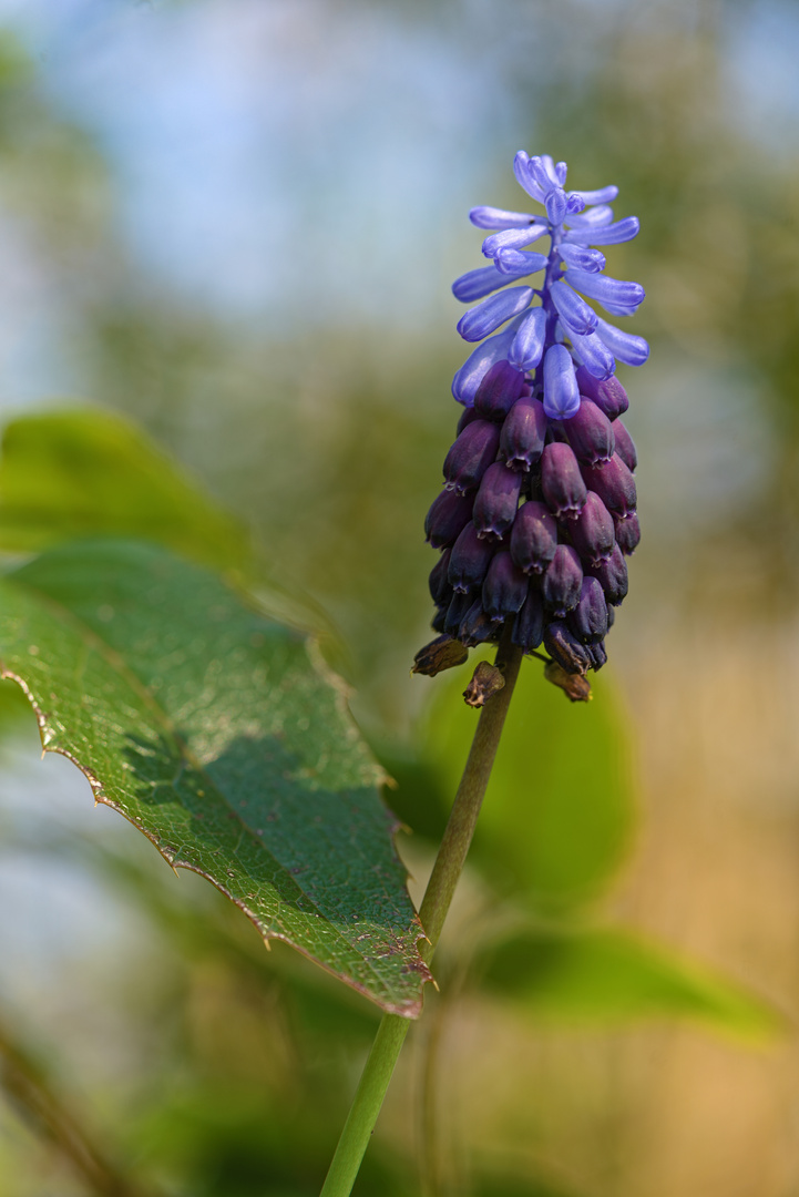 Traubenhyazinthe Foto & Bild | pflanzen, pilze & flechten, blüten ...