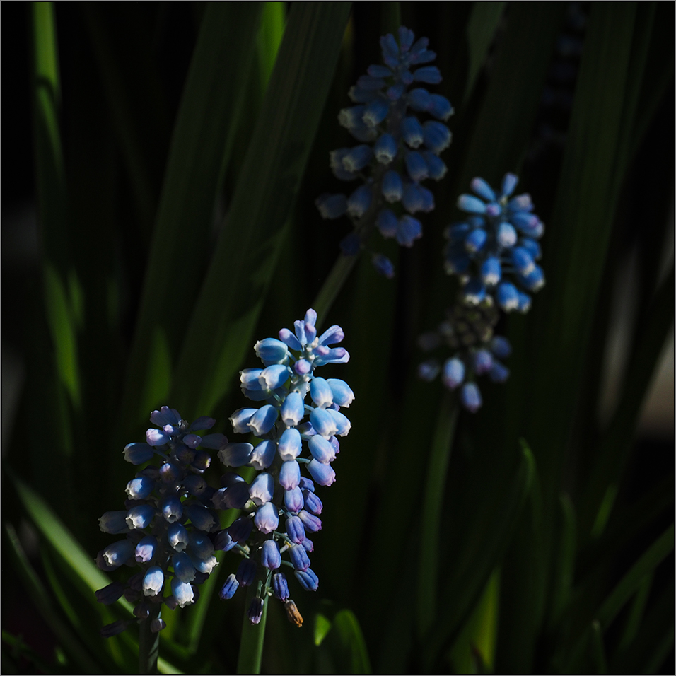 Traubenhyazinthe Foto & Bild | natur, blumen, pflanzen Bilder auf ...