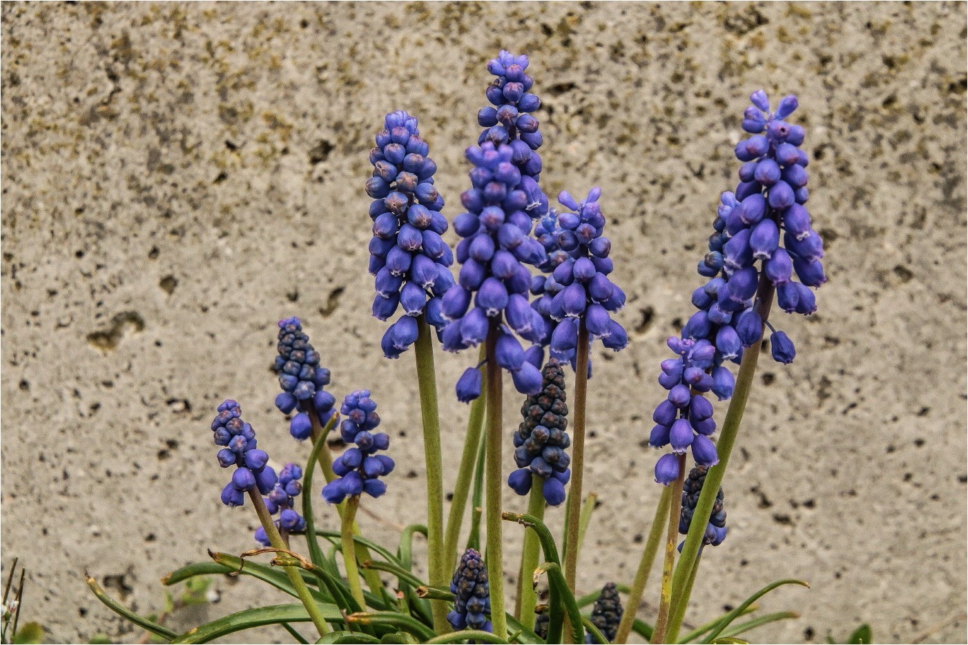 Traubenhyazinthe Foto & Bild | licht, frühling, natur Bilder auf ...