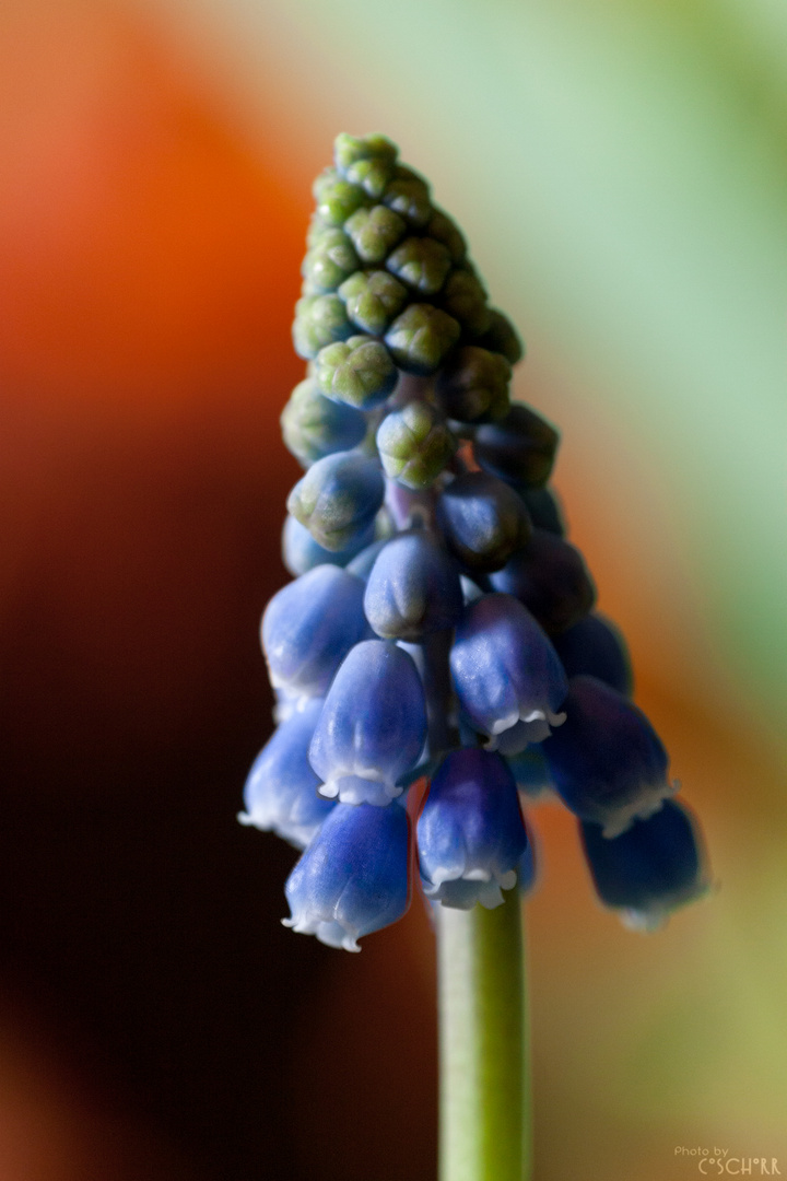 Traubenhyazinthe 2 Foto & Bild | blau, makro, frühling Bilder auf ...