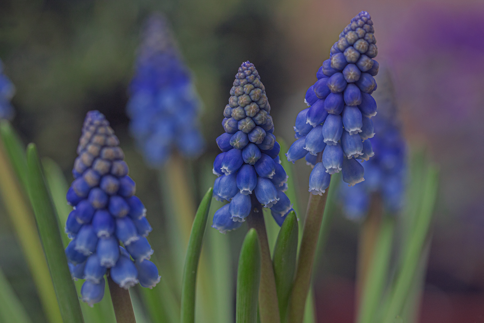 Traubenhyazinthe Foto & Bild | spezial, natur, pflanzen Bilder auf ...