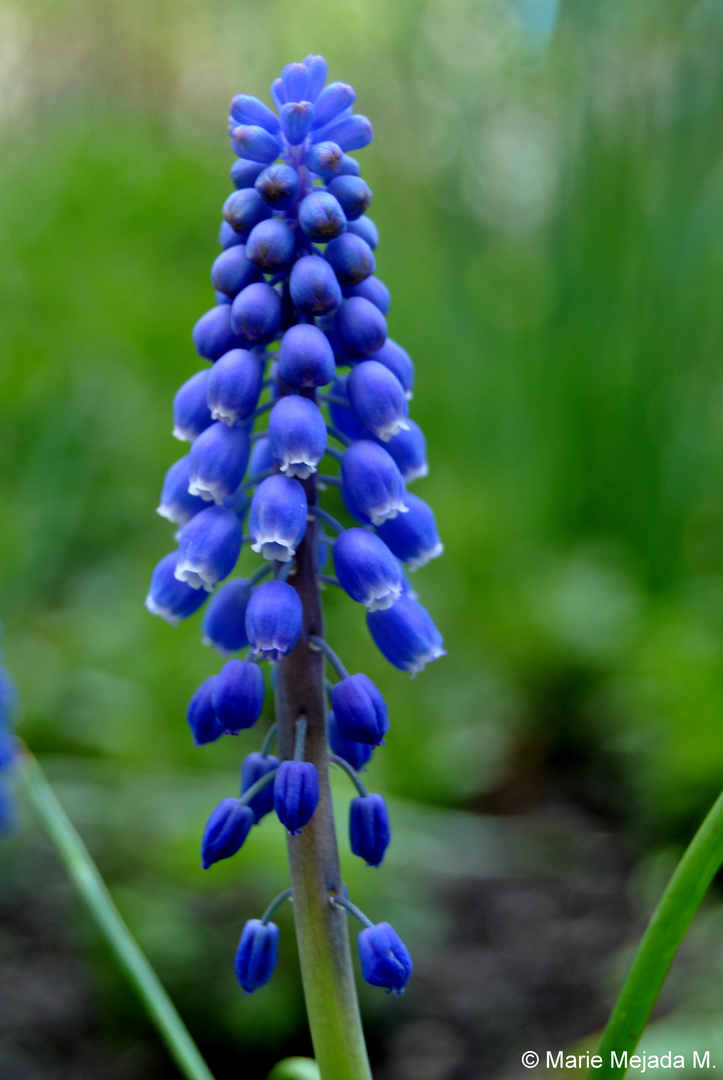 Traubenhyazinthe Foto & Bild | anfängerecke - nachgefragt, nachgefragt ...