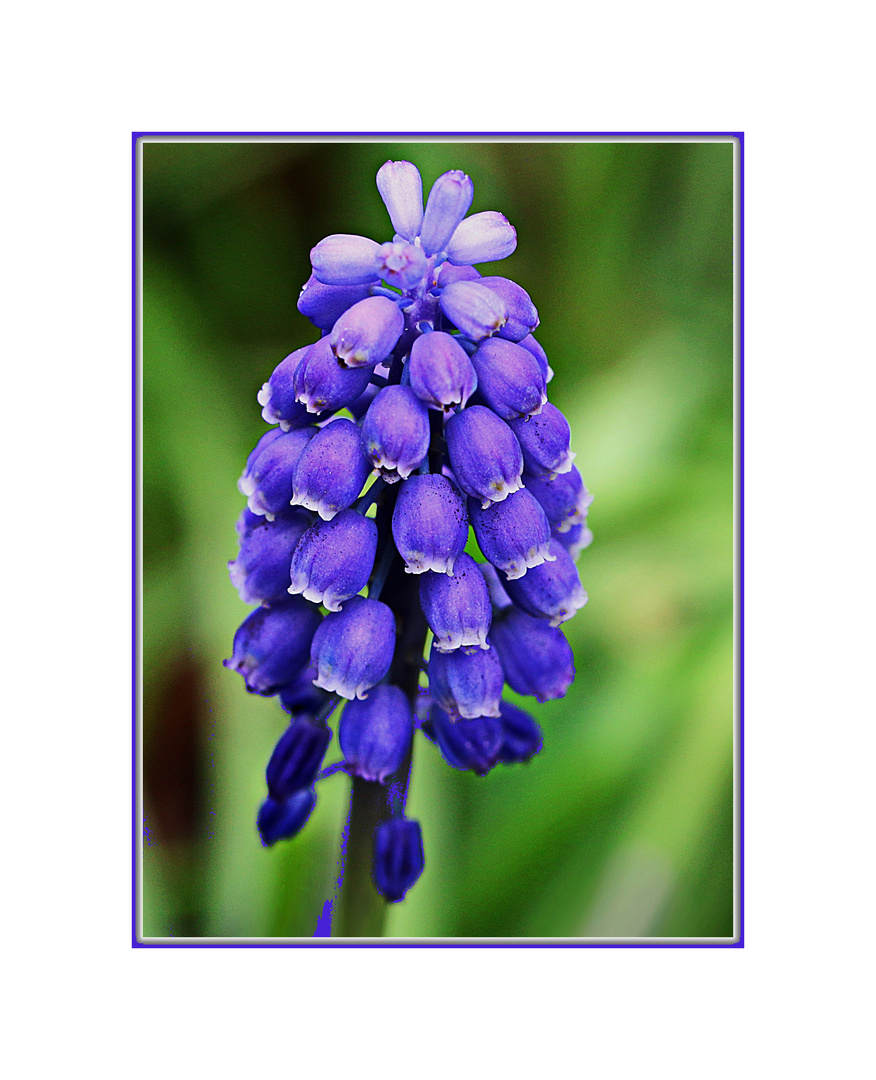 Traubenhyazinthe Foto & Bild | natur, blumen, blüten Bilder auf ...