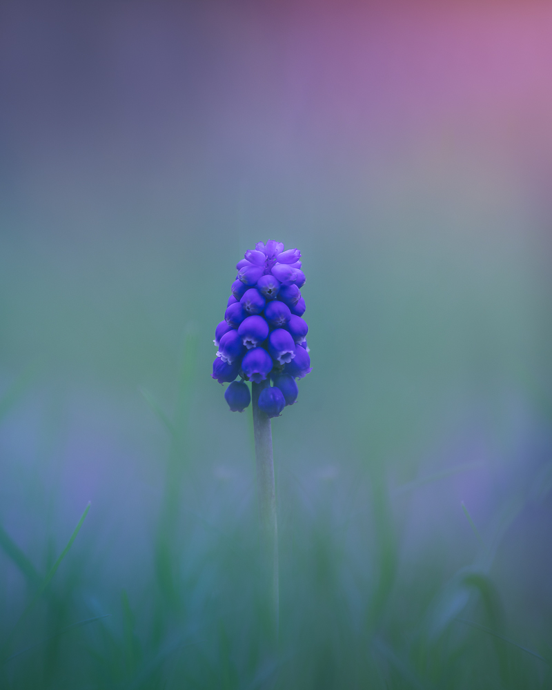 Traubenhyazinthe Foto & Bild | outdoor, licht, frühling Bilder auf ...