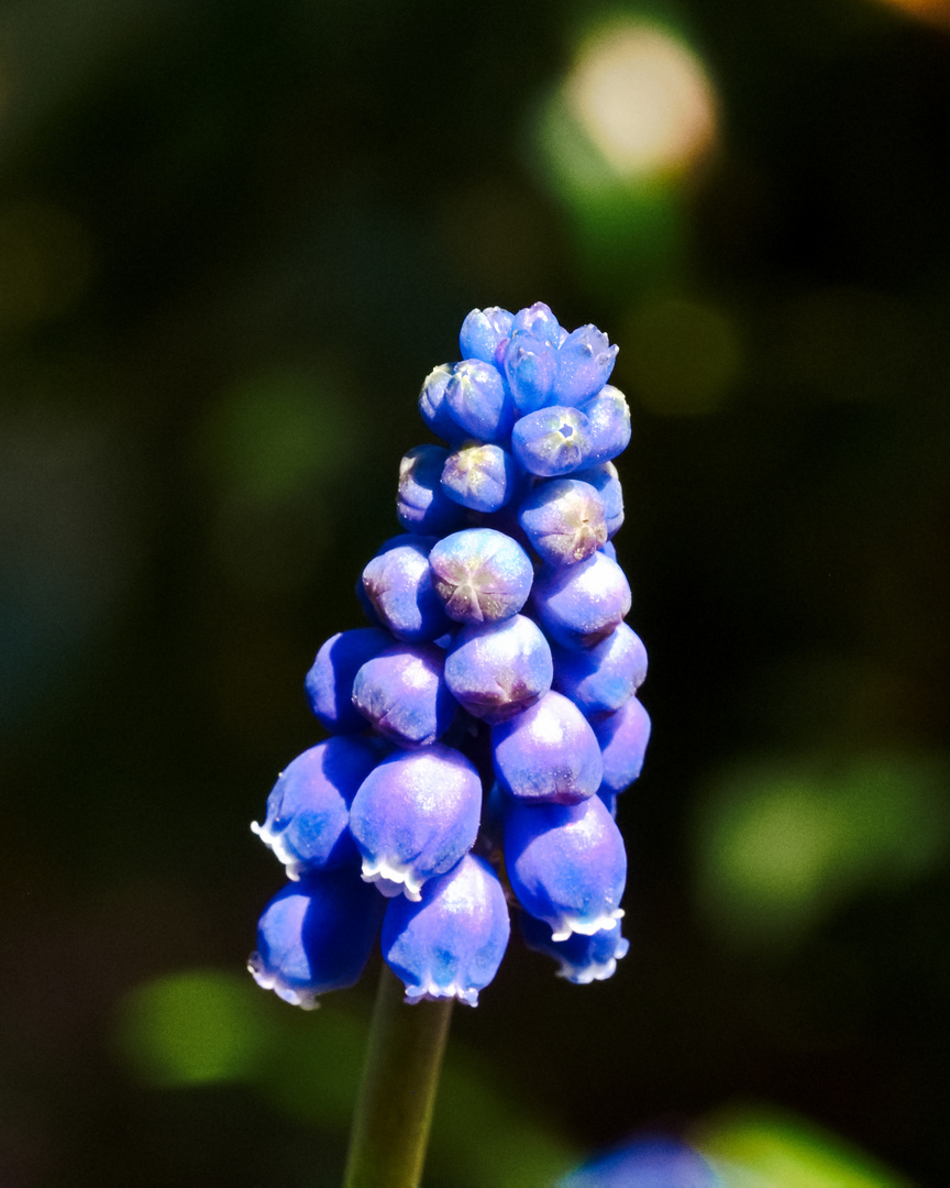 Traubenhyazinthe Foto & Bild | blau, makro, licht Bilder auf fotocommunity