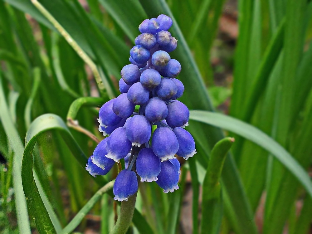 Traubenhyazinthe Foto & Bild | natur, pflanzen, blüten Bilder auf ...