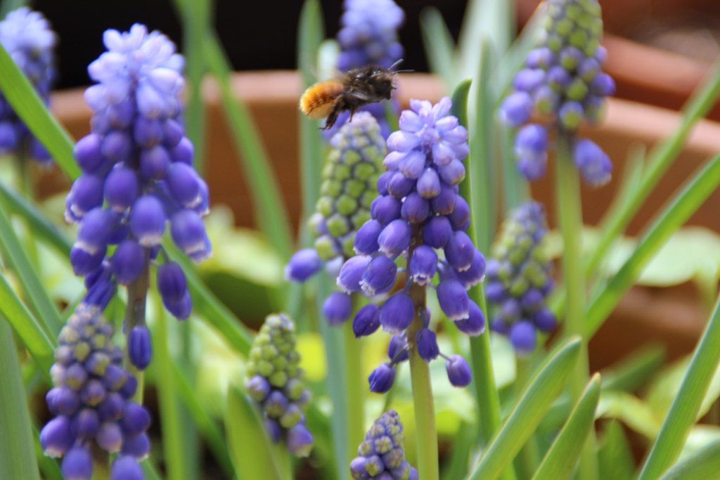 Traubenhyazinthe mit Besuch Foto & Bild | pflanzen, samen, frühling ...