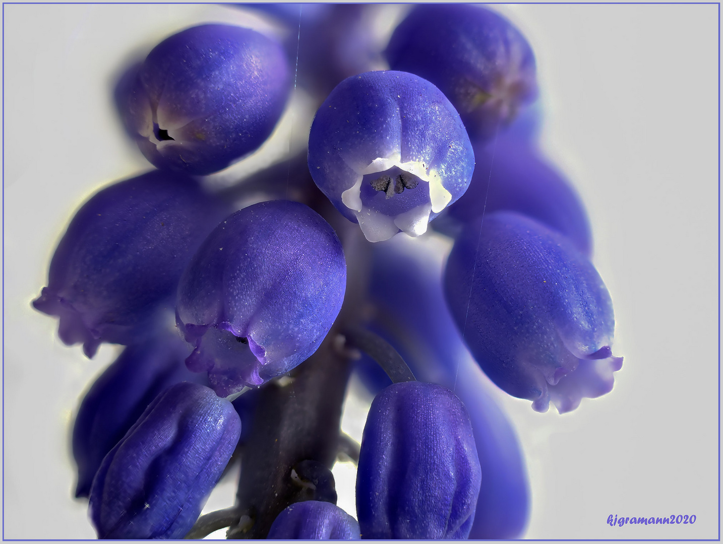 traubenhyazinthe (muscari) ..... Foto & Bild | frühling, natur ...