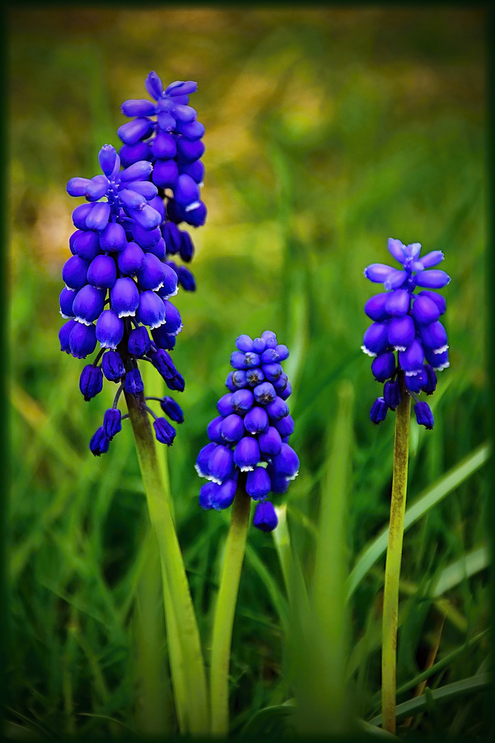 Traubenhyazinthe (Muscari botryoides) Foto & Bild | pflanzen, pilze ...
