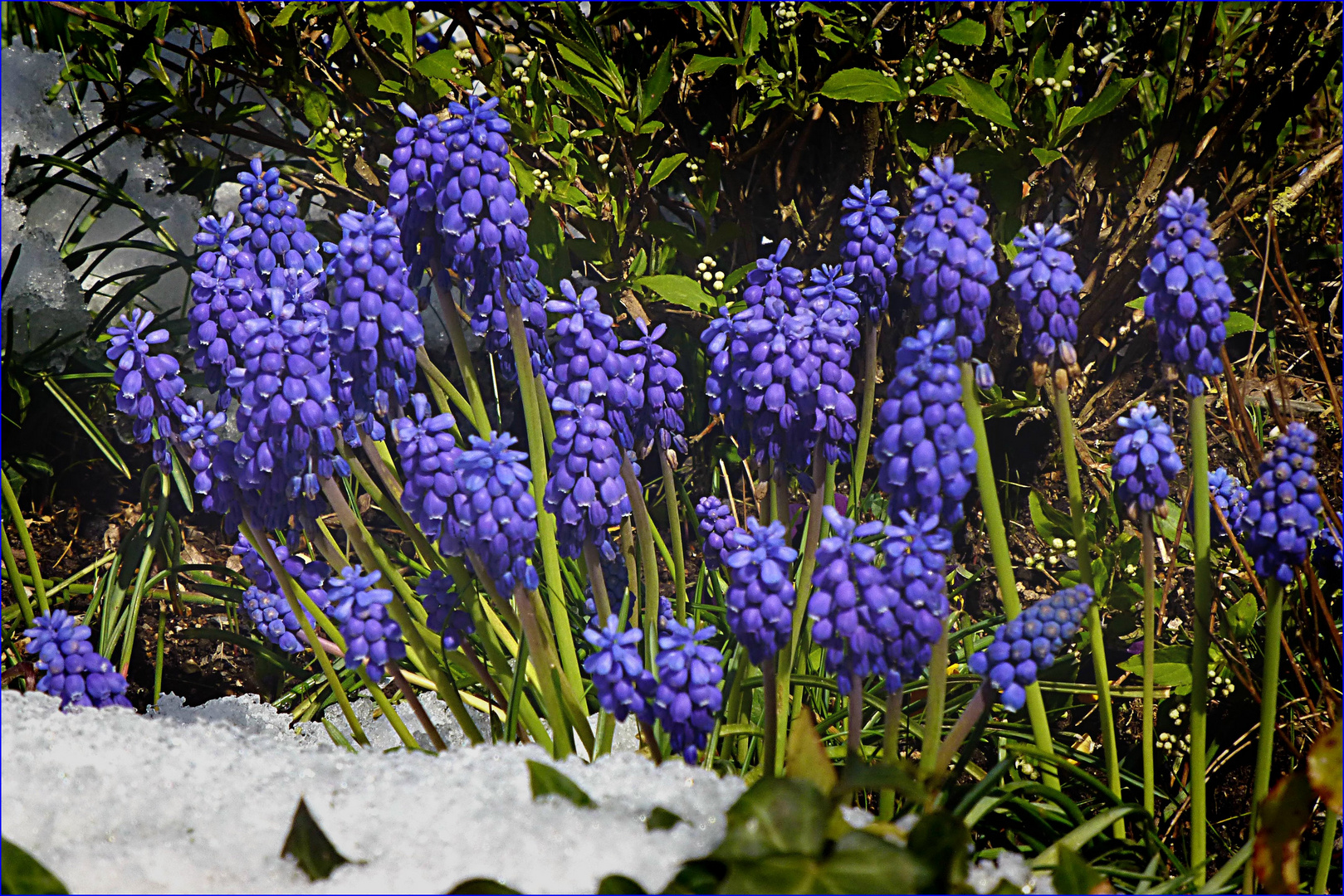 Traubenhyazinthen Foto & Bild | natur Bilder auf fotocommunity