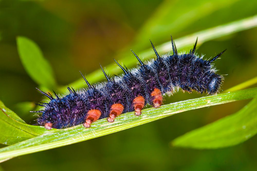 Trauermantel Raupe Foto & Bild | natur, schmetterling, insekt Bilder ...