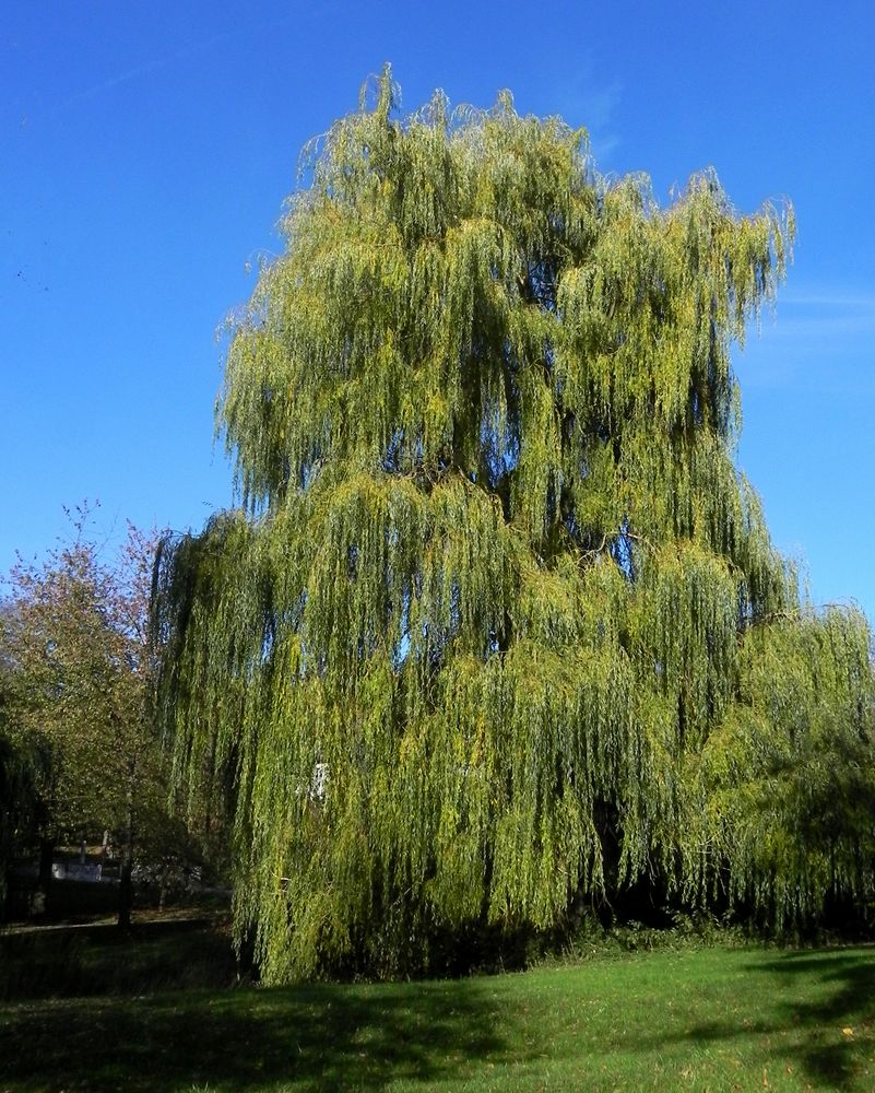 Trauerweide Foto & Bild | bäume, natur, herbst Bilder auf fotocommunity