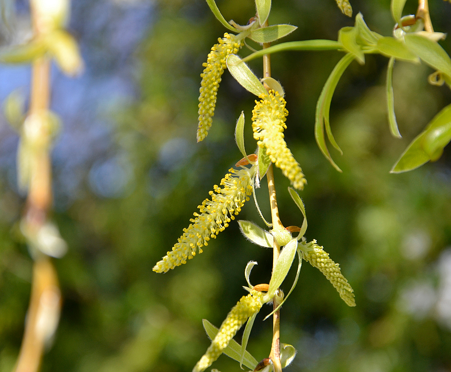 Trauerweide Foto & Bild | jahreszeiten, frühling, natur Bilder auf ...